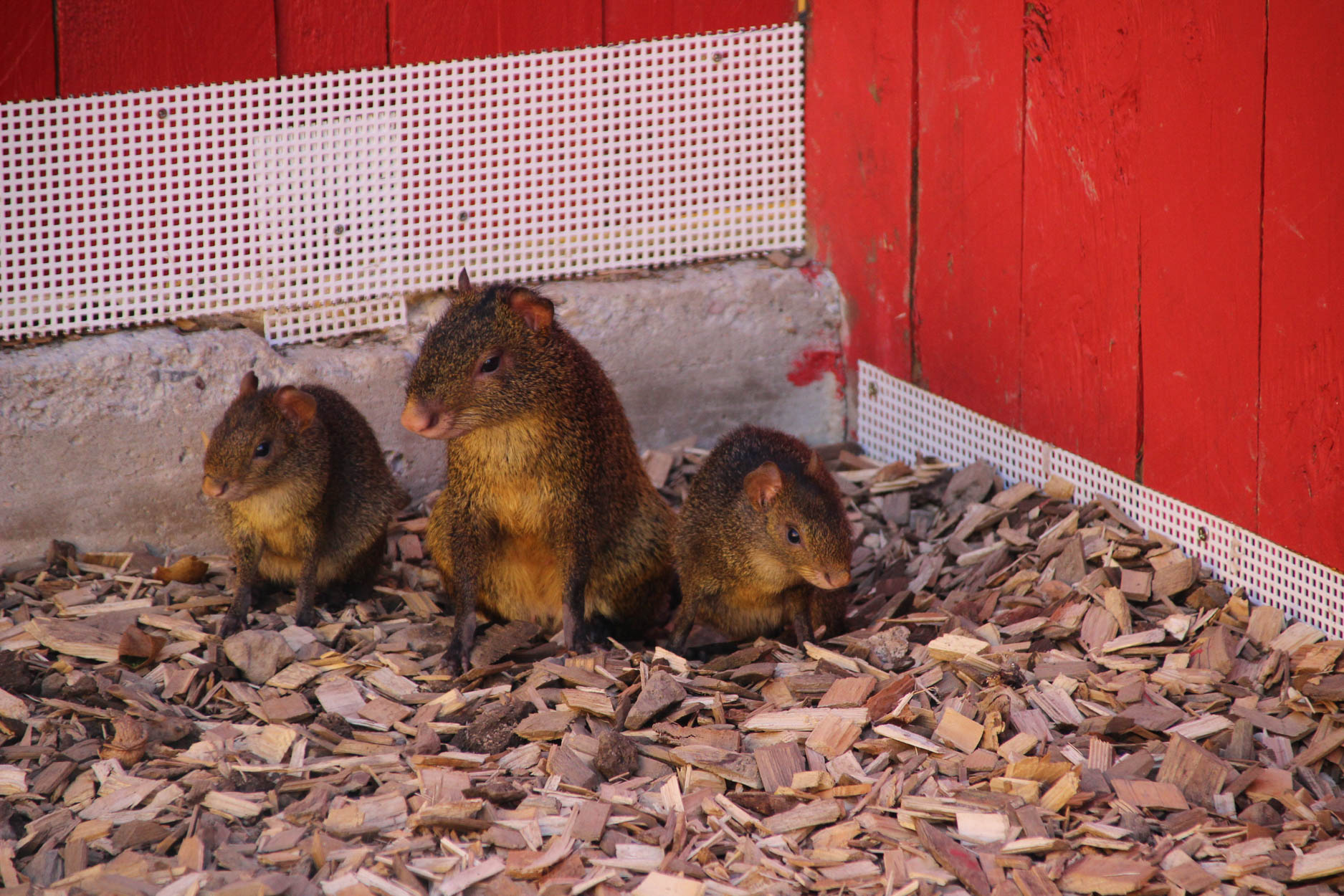 Aguti - Tierpark Donnersberg